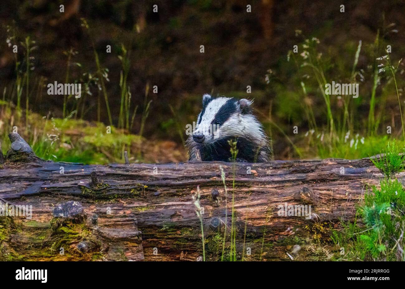 Badger behind hi-res stock photography and images - Alamy