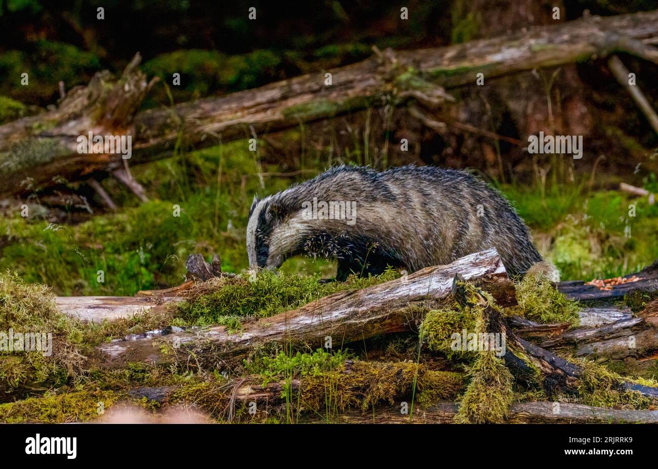 An adorable badger standing on a fallen tree in a forest Stock Photo ...