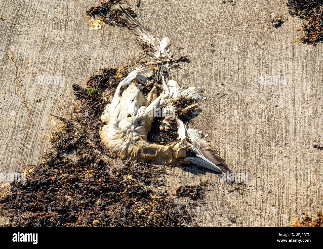 Carcass deceased bird on hi-res stock photography and images - Alamy