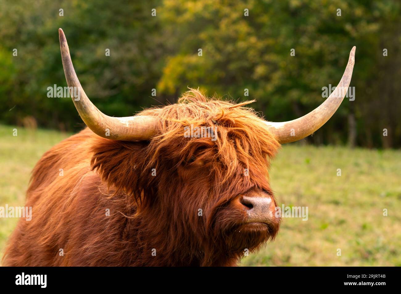 European Scottish highland cattle close up head. Red female gaelic ...