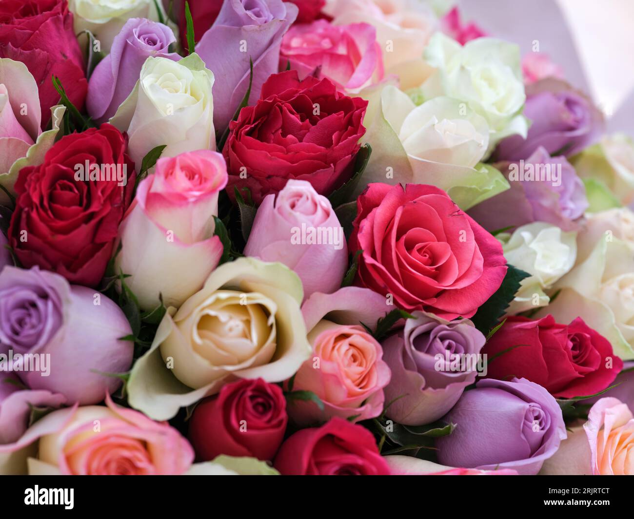 Big purple roses hi-res stock photography and images - Alamy