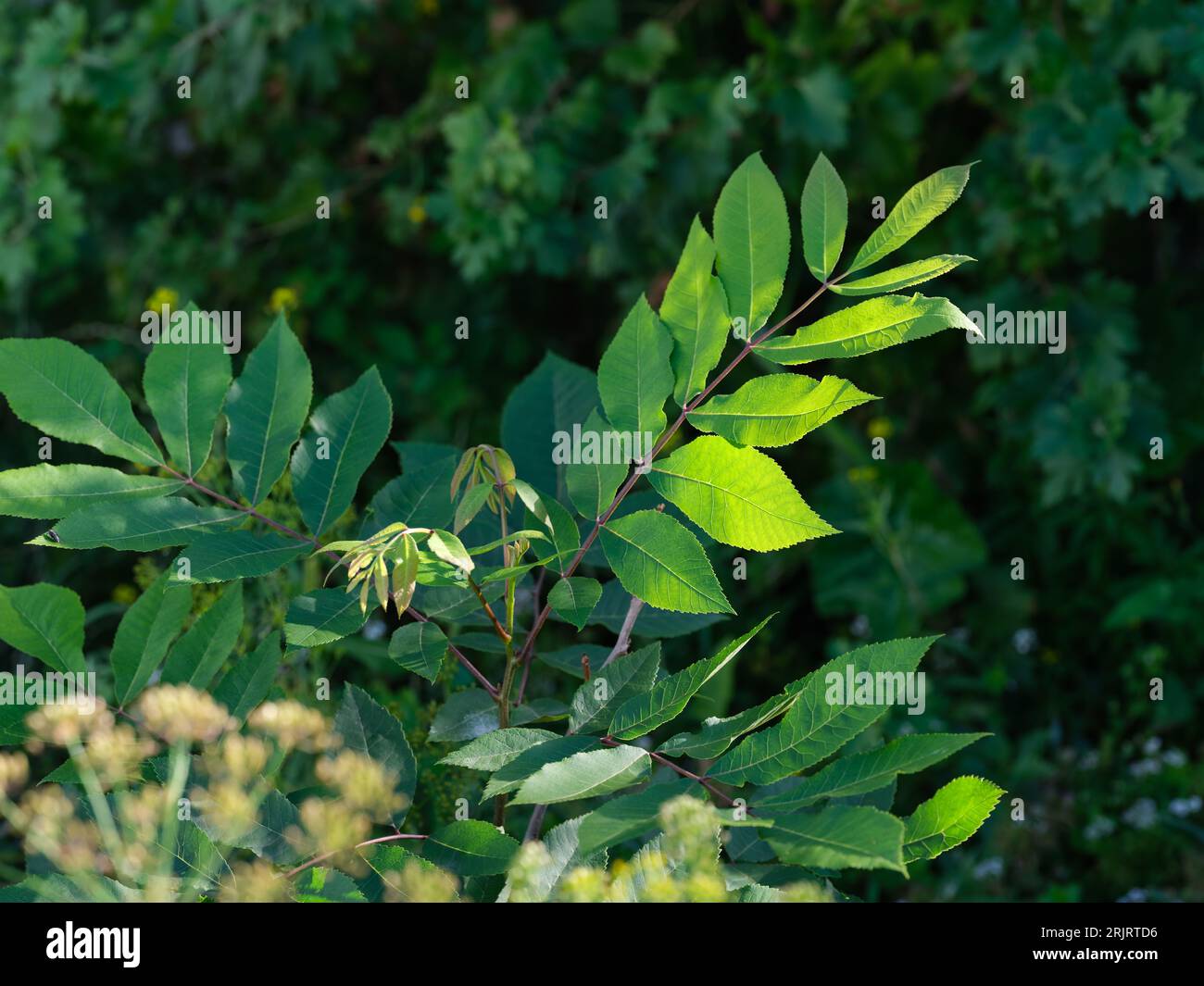 Pecan tree hi-res stock photography and images - Alamy