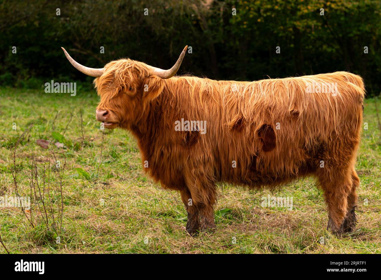 Scottish highland cattle standing on a meadow in Germany. Red female ...