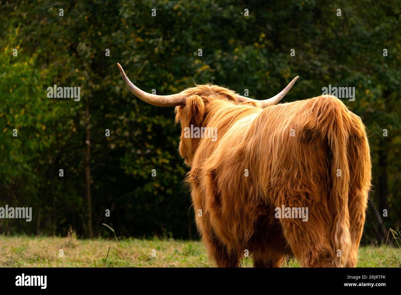 Scottish highland cattle in front of forest. Sunshine on red fur. Horns ...