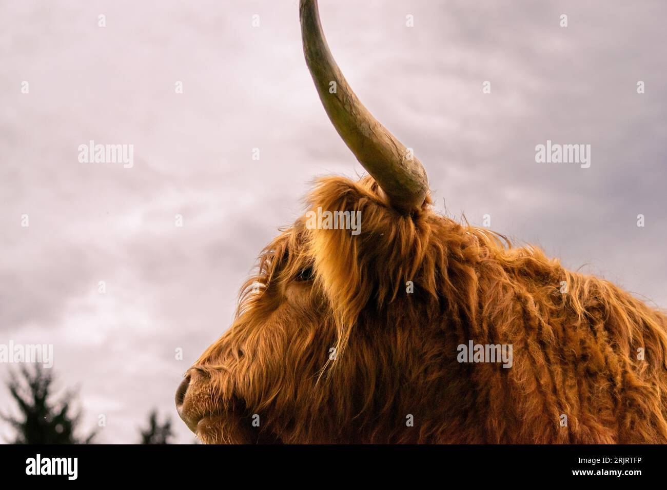Wild animal side portrait. Scottish highland cattle from below ...