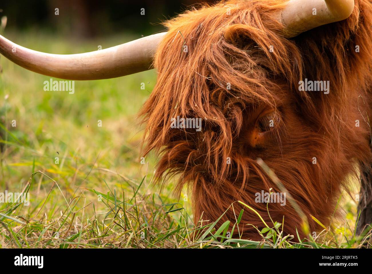 Scottish highland cattle grazing. Close up of head with horns. Hairy ...