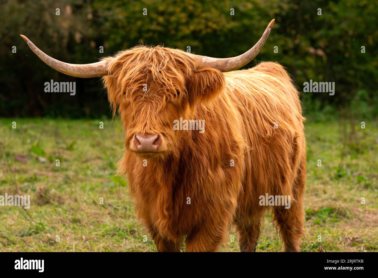 Scottish highland cattle standing on a meadow in Germany. Red female ...