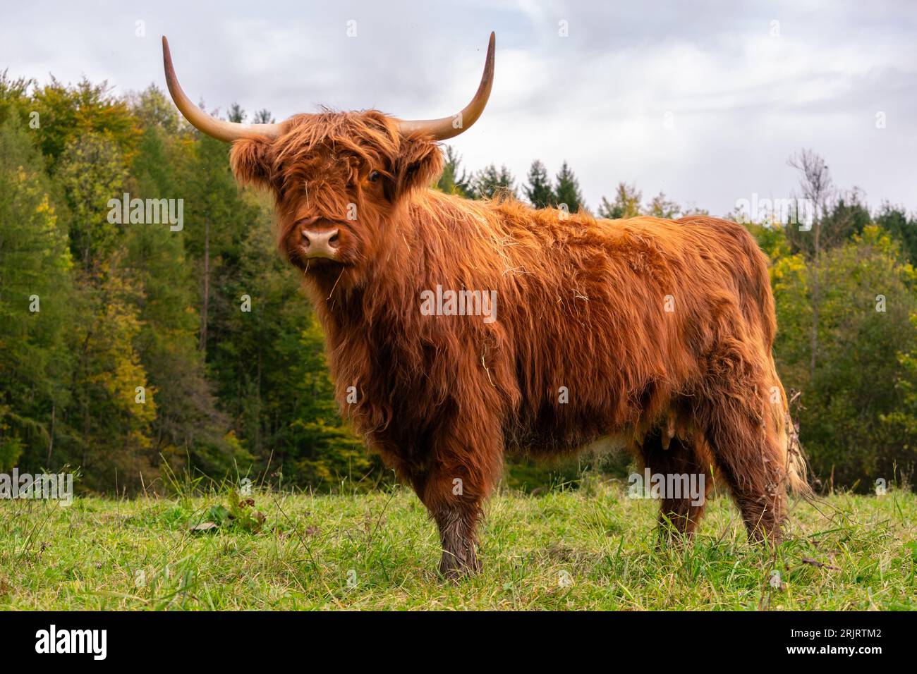 Scottish highland cattle in front of forest. Sunshine on red fur. Horns ...