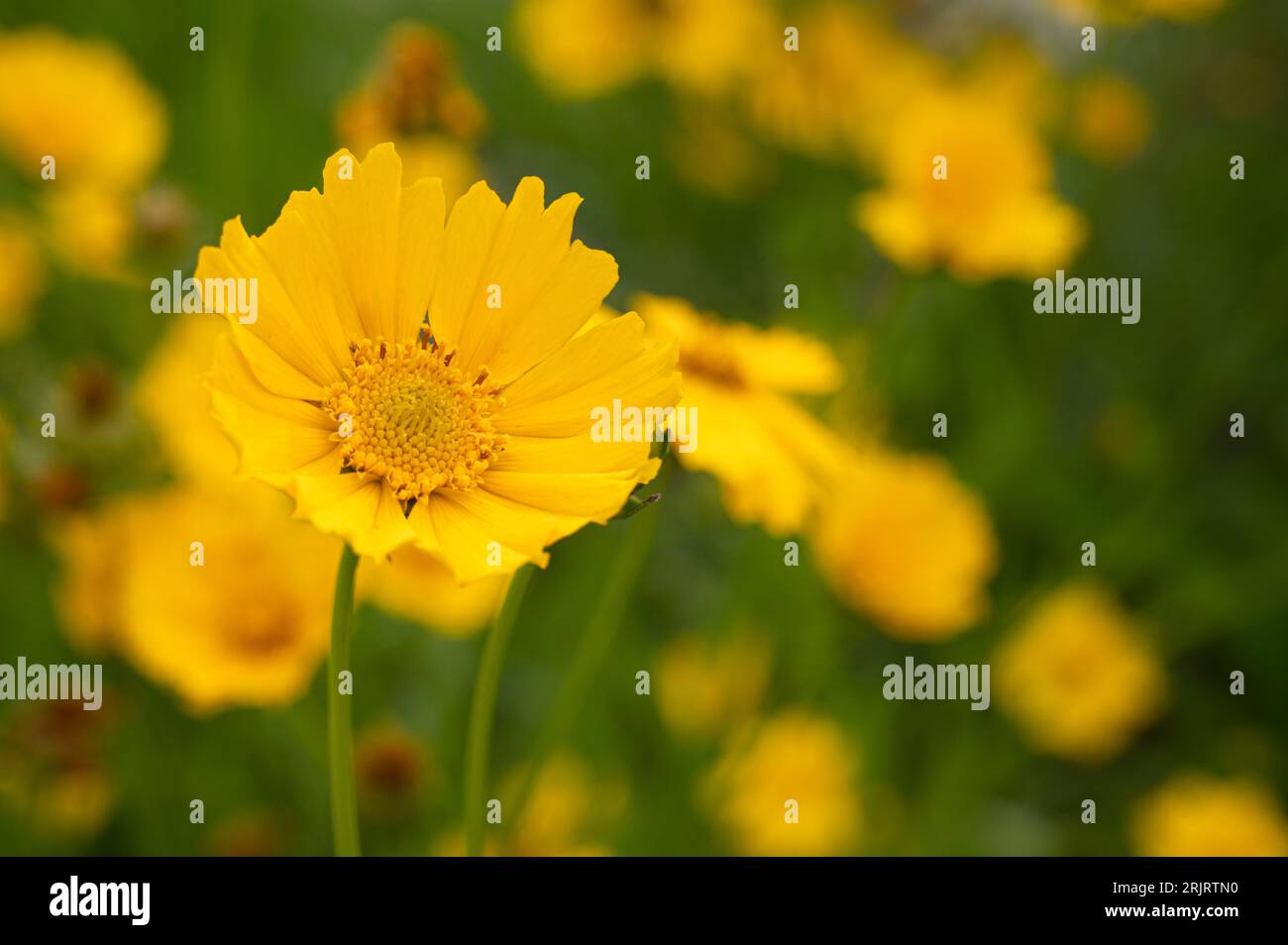 Multiple bright yellow flowers hi-res stock photography and images - Alamy