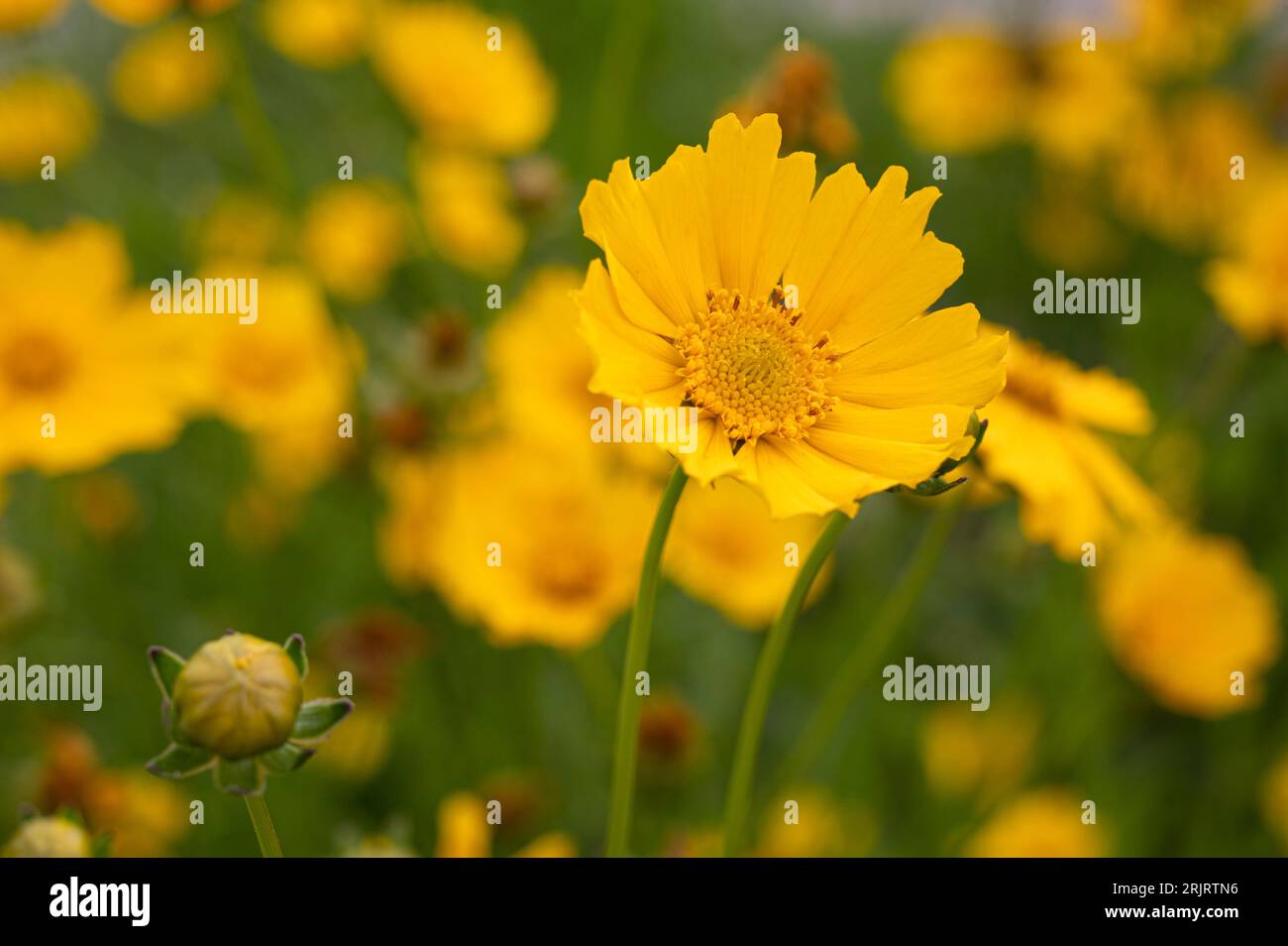 Multiple bright yellow flowers hi-res stock photography and images - Alamy