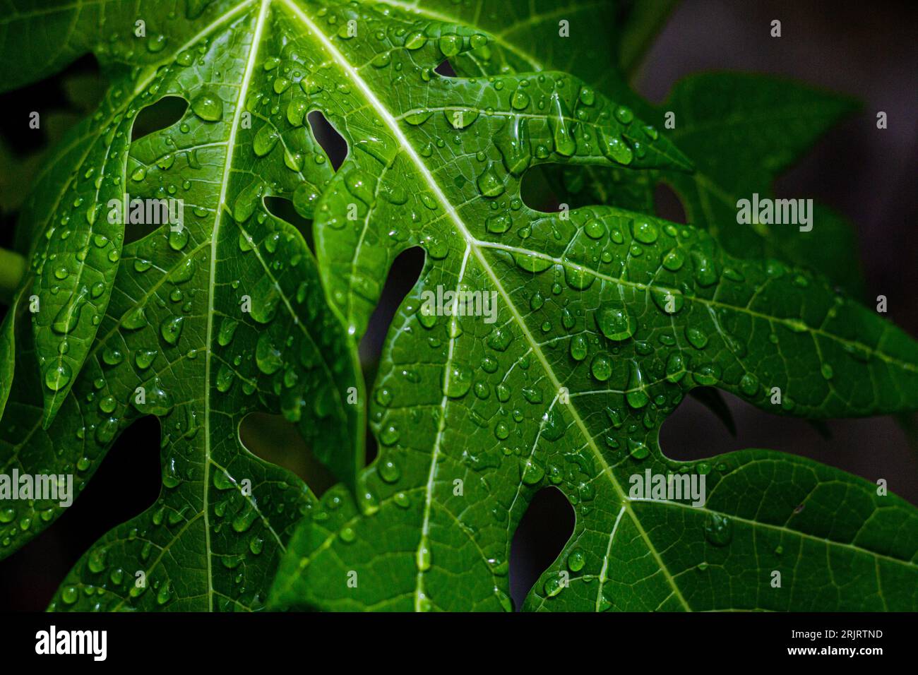 Wet leaves in a humid morning Stock Photo - Alamy