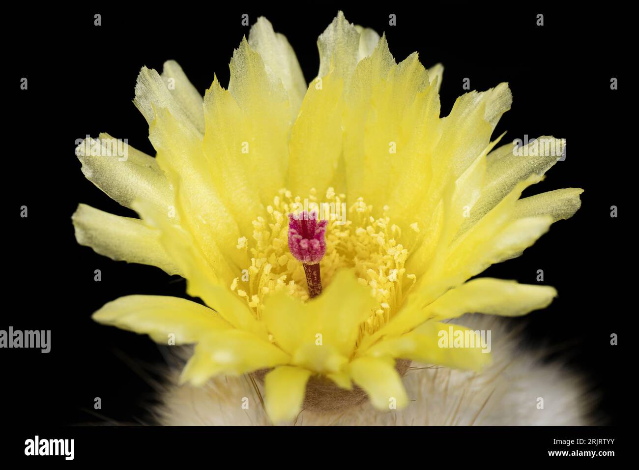 A cloeup of a yellow Parodia buiningii flower on a dark background ...