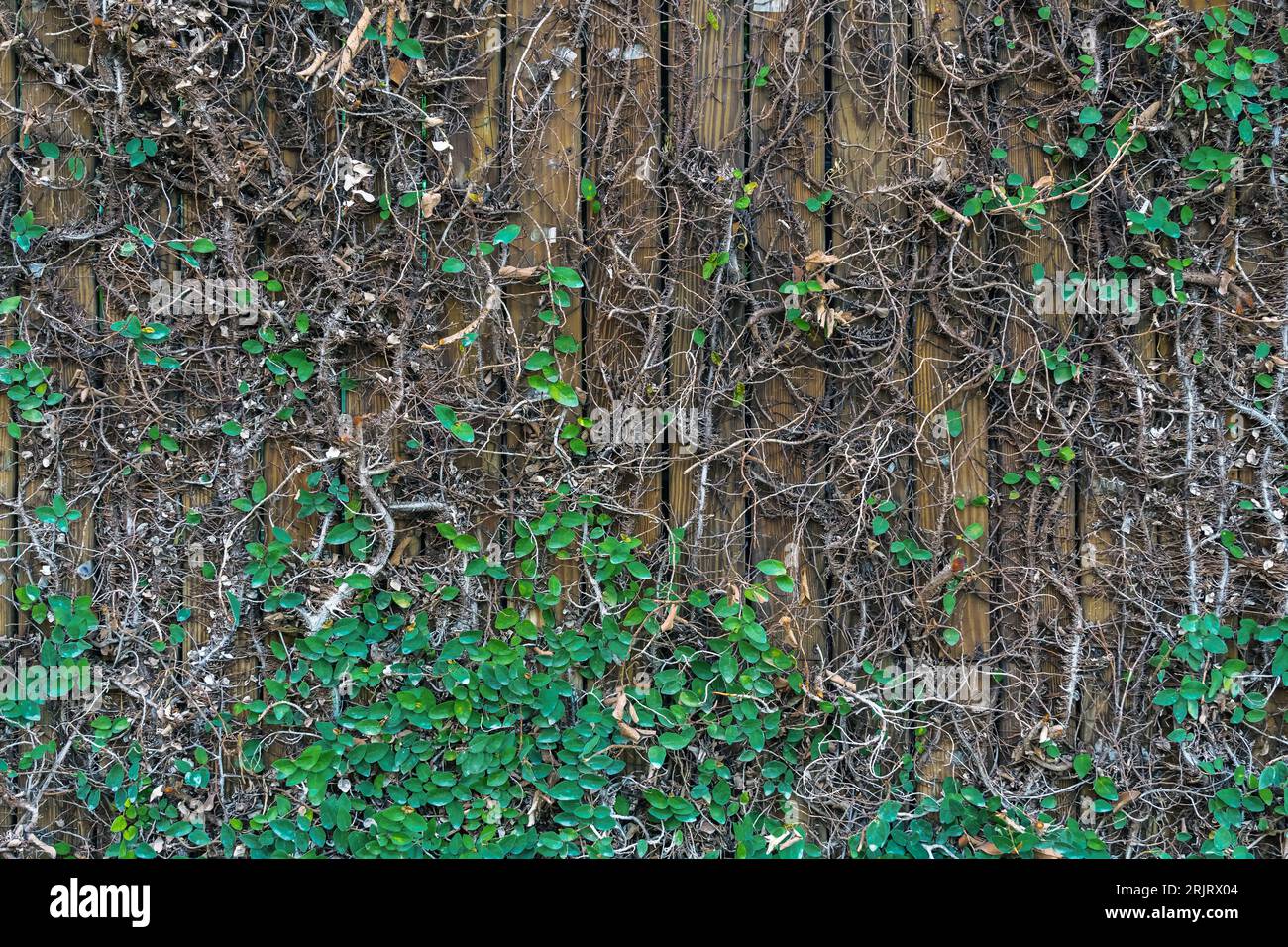 Climbing fig or Creeping fig (Ficus Pumila) the ivy plants are creeping ...