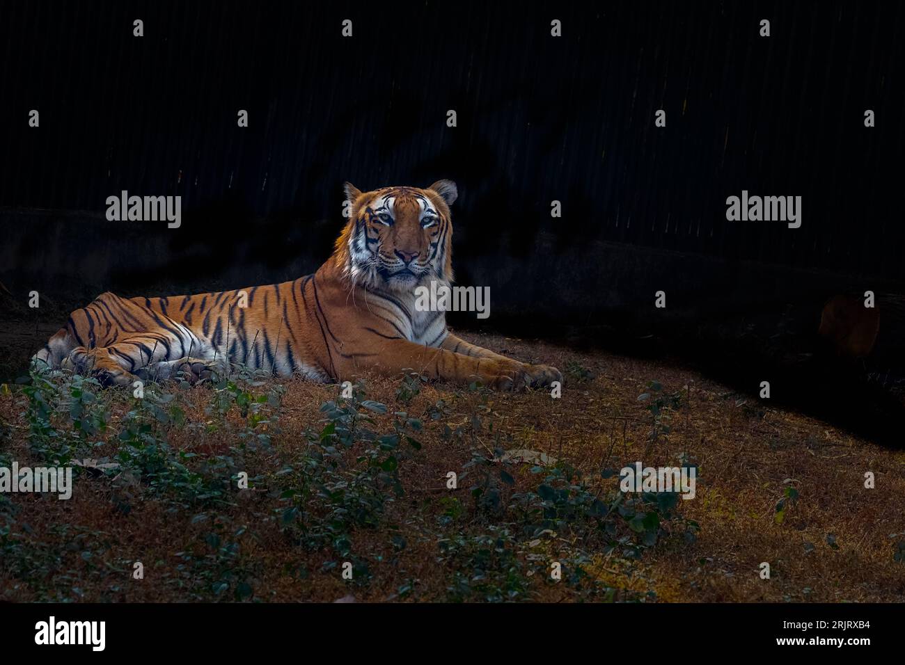 An orange and black striped Bengal tiger reclining on a dry, grassy ...