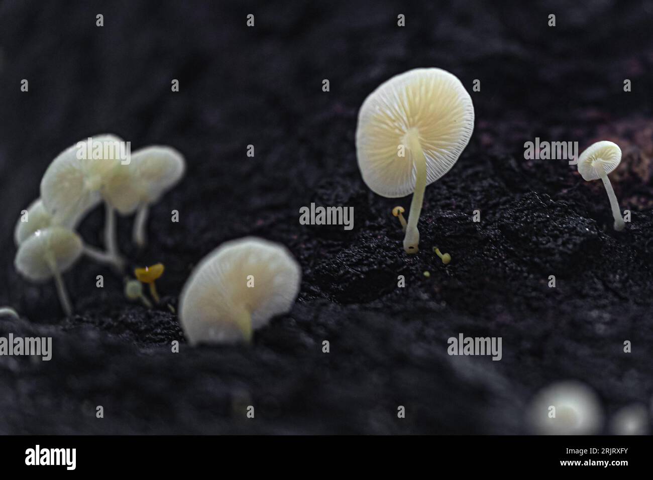 Nutrient substrate hi-res stock photography and images - Alamy