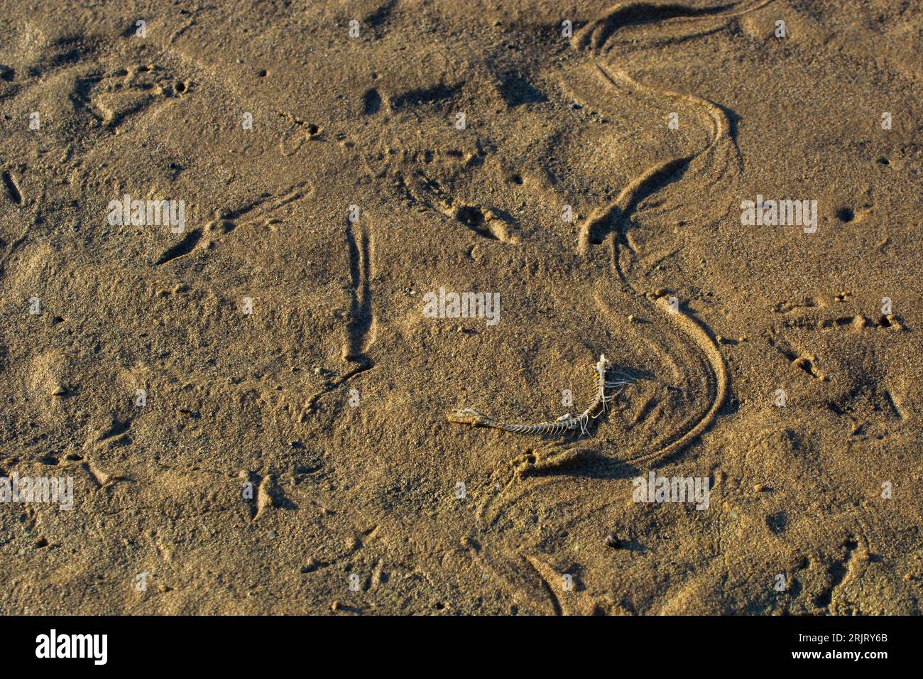 Skeleton of a dead fish on the beach hi-res stock photography and ...