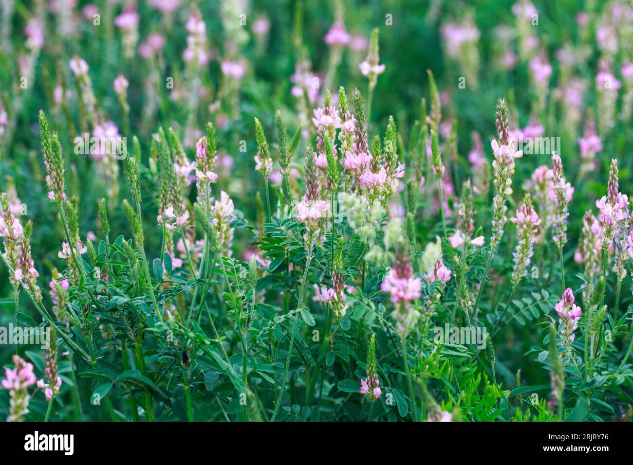 Field of pink flowers Sainfoin, Onobrychis viciifolia. Honey plant ...