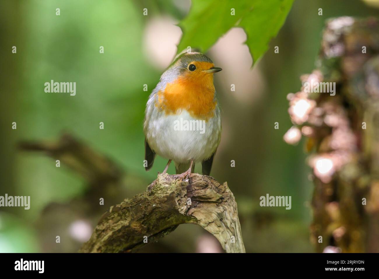 A red-breasted Robin perched on the end of a tree branch Stock Photo ...