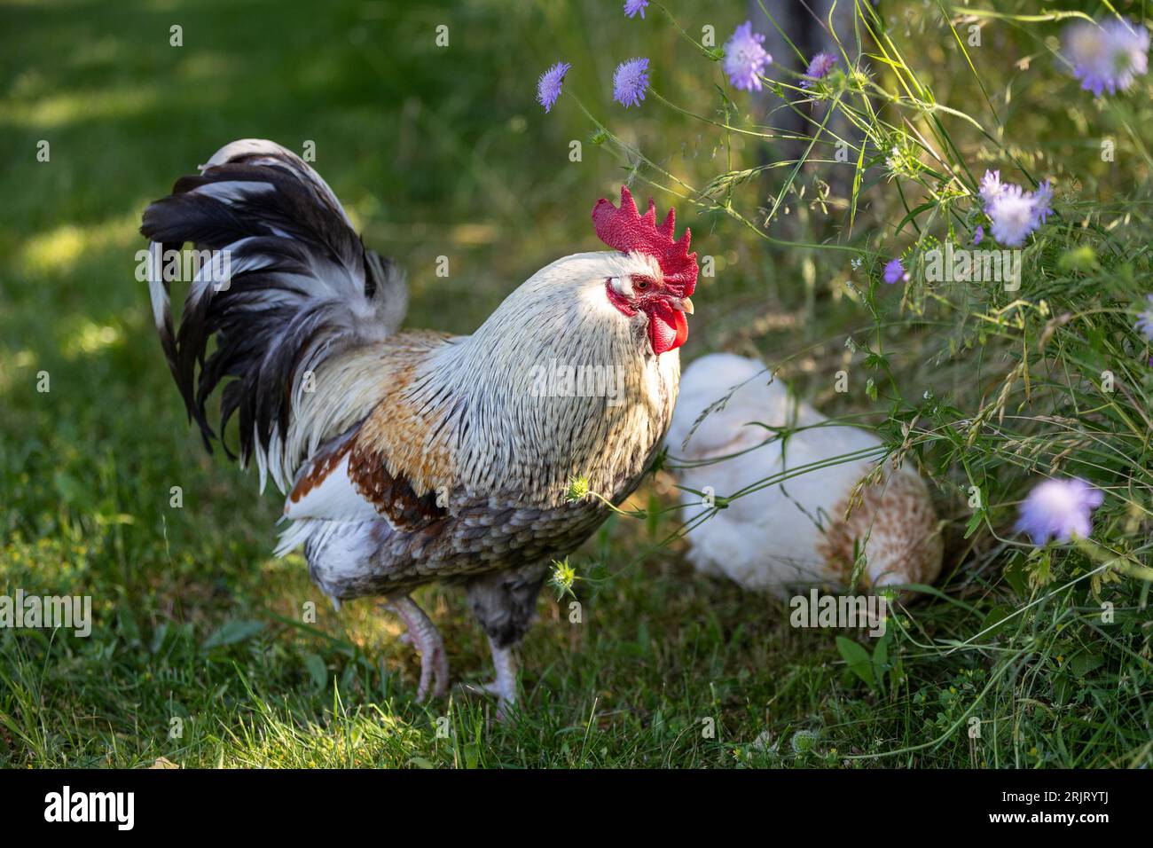 A rooster with brown, black and white feathers on a meadow with a hen ...