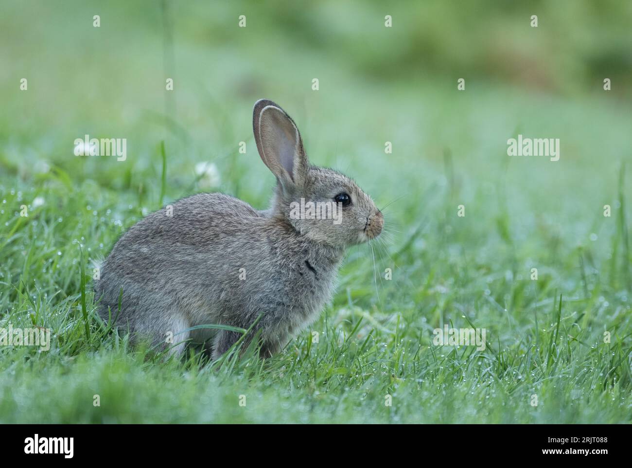 Young rabbit at High Batts Nature Reserve, near Ripon, North Yorkshire ...