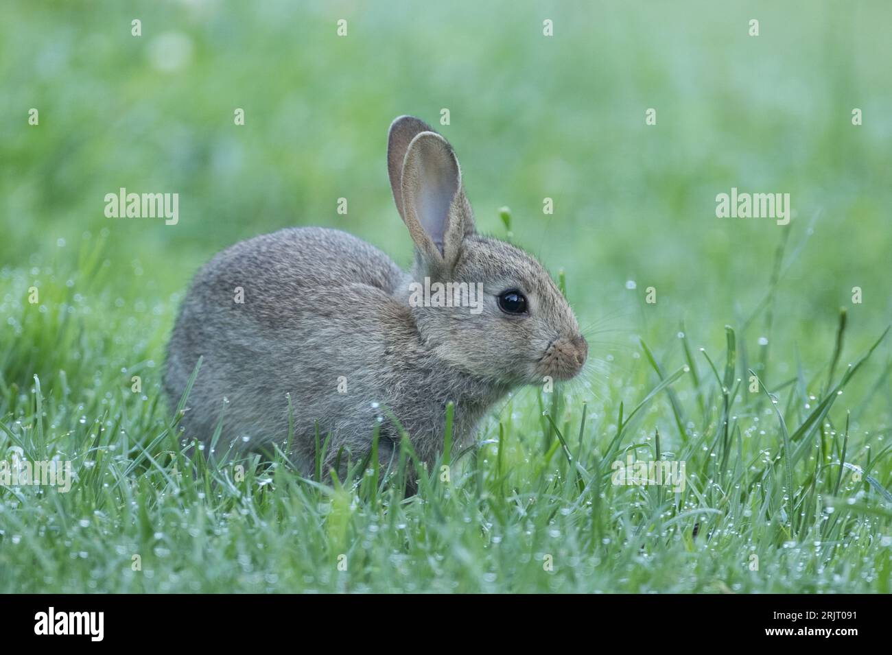 Young rabbit at High Batts Nature Reserve, near Ripon, North Yorkshire ...