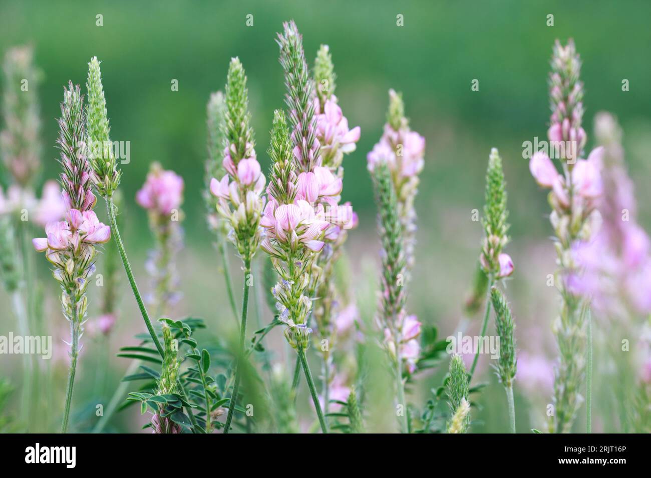 Field of pink flowers Sainfoin, Onobrychis viciifolia. Honey plant ...