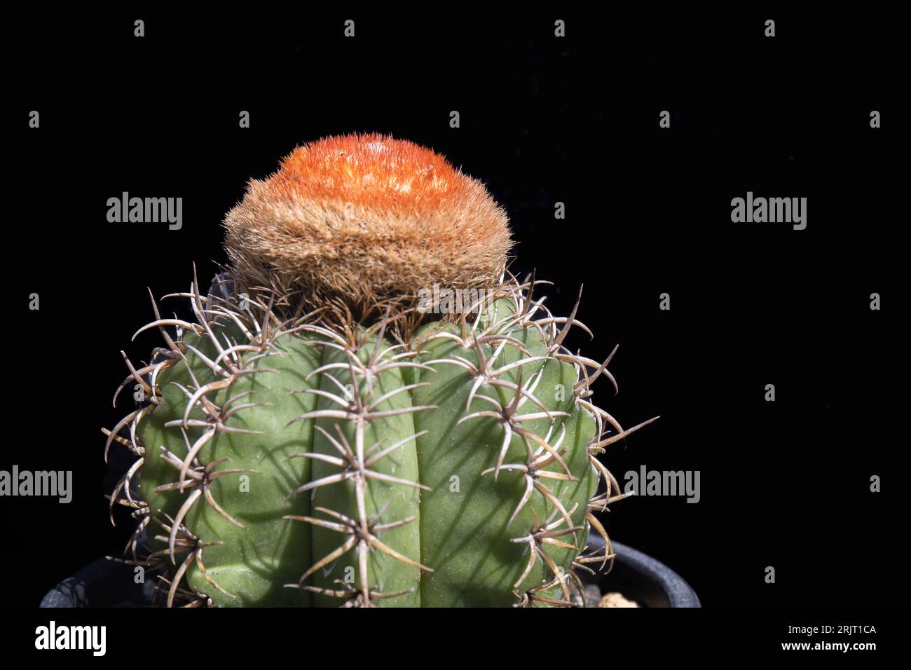 Dwarf turks cap cactus hi-res stock photography and images - Alamy
