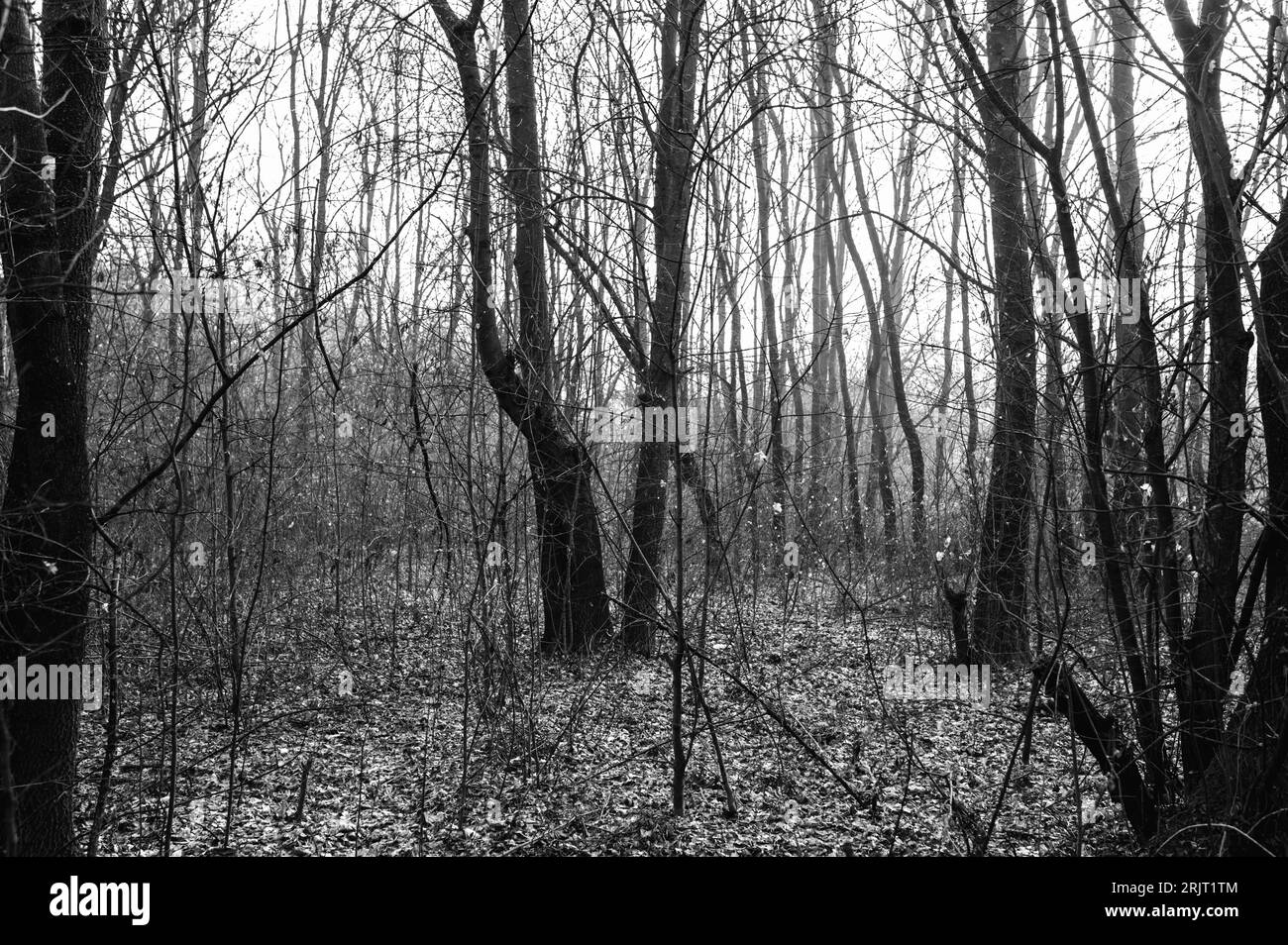 An idyllic black and white forest scene with fallen leaves scattered ...