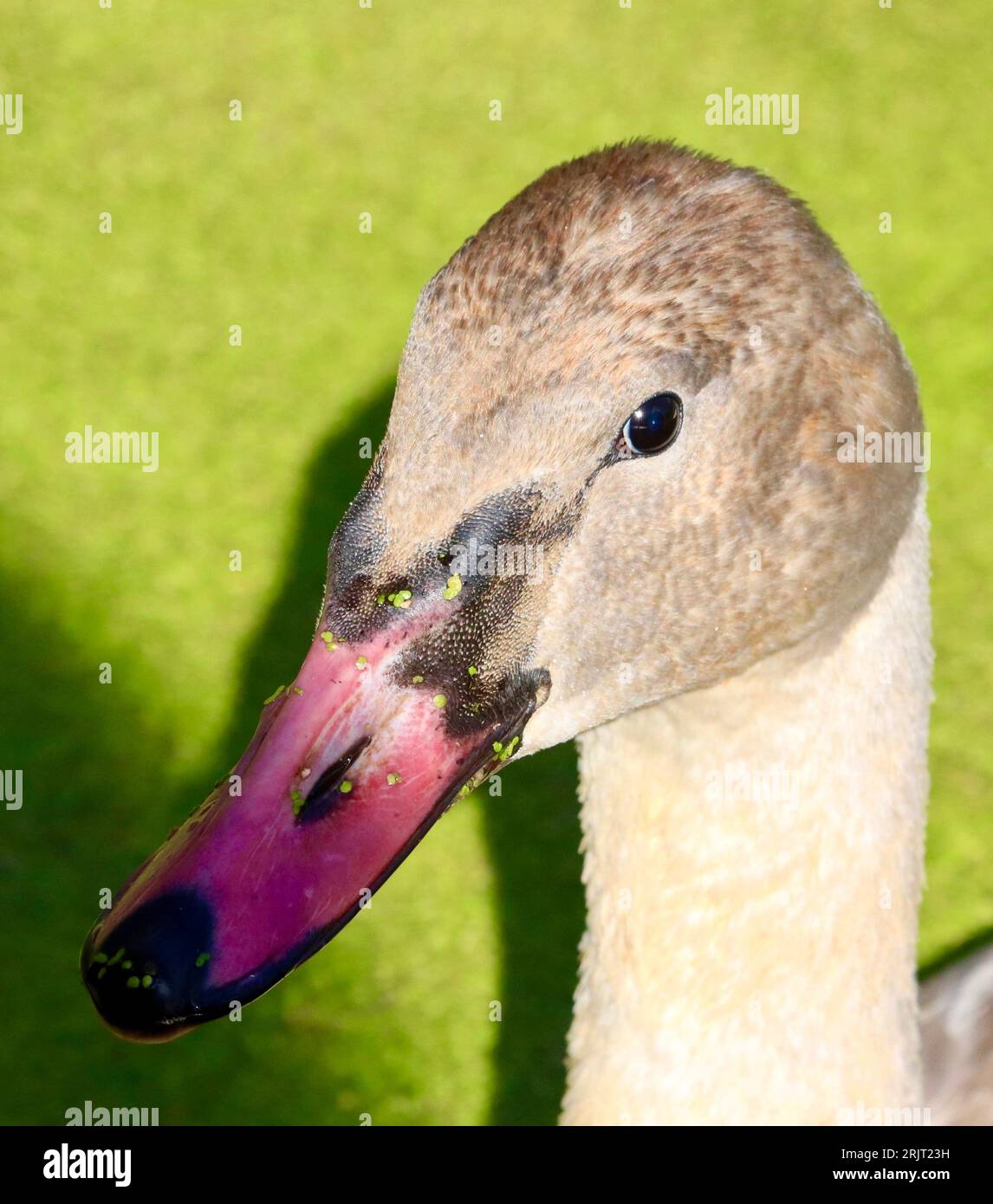 Trumpeter portrait hi-res stock photography and images - Alamy