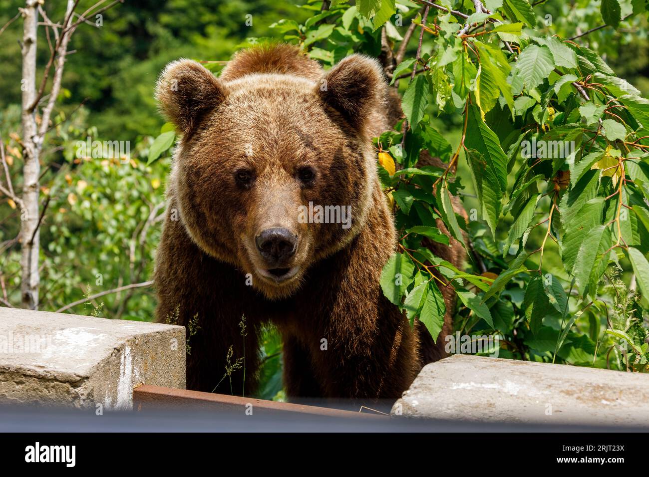 European Brown Bear in the Carpathians of Romania Stock Photo - Alamy