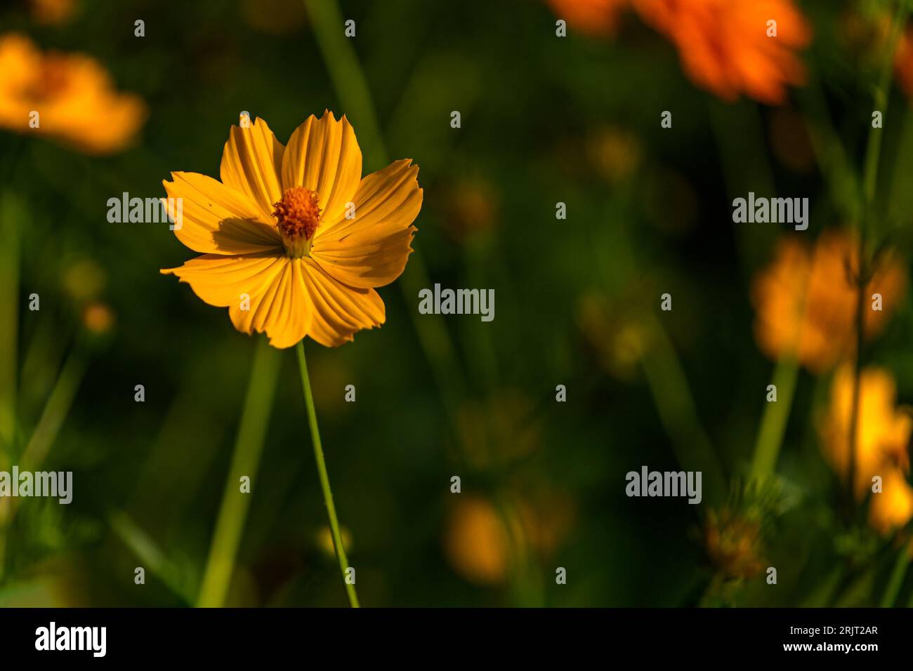 A closeup shot of a blooming vibrant hfhfhf flower in a garden Stock ...