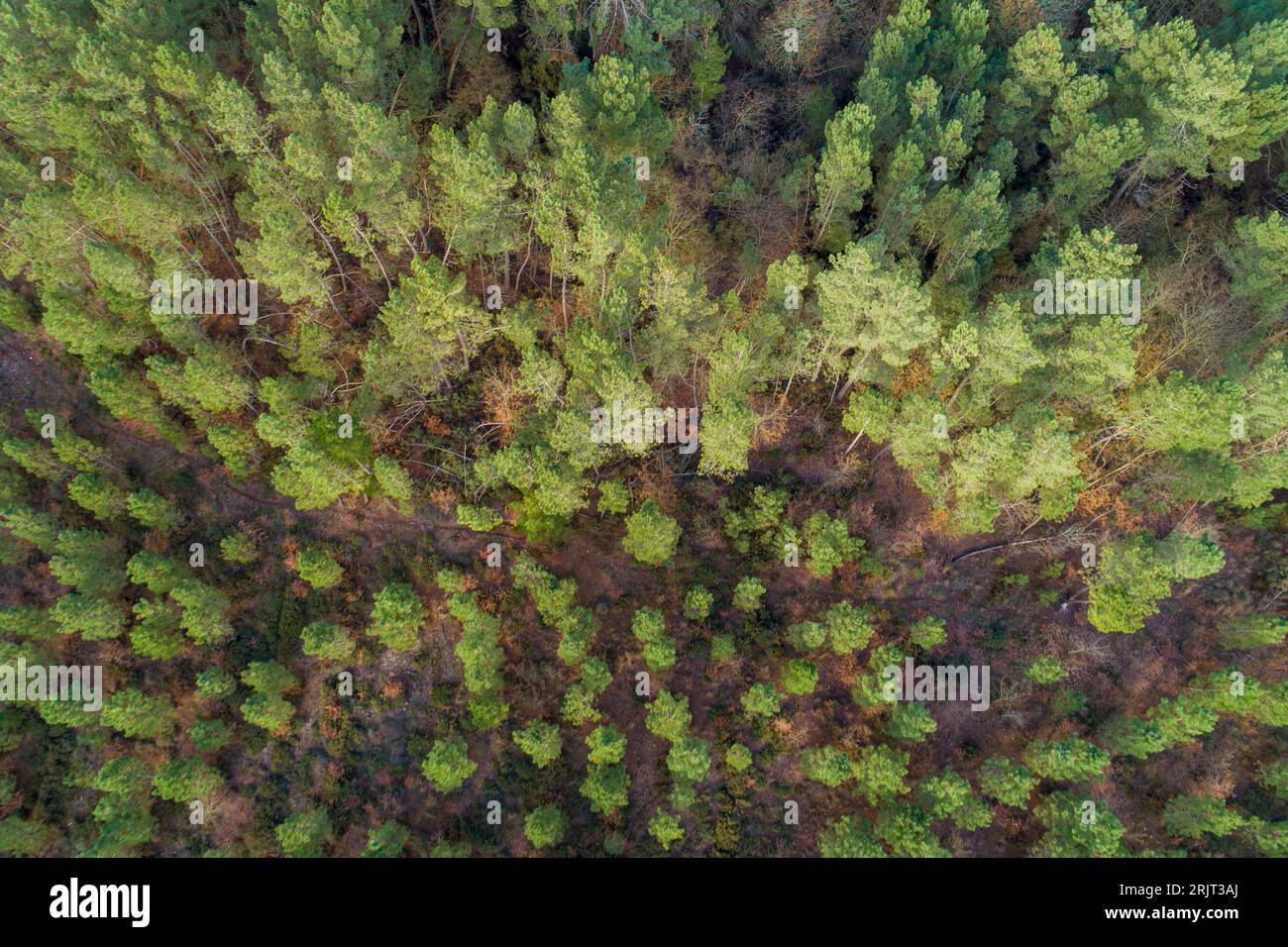 Branchesview hi-res stock photography and images - Alamy