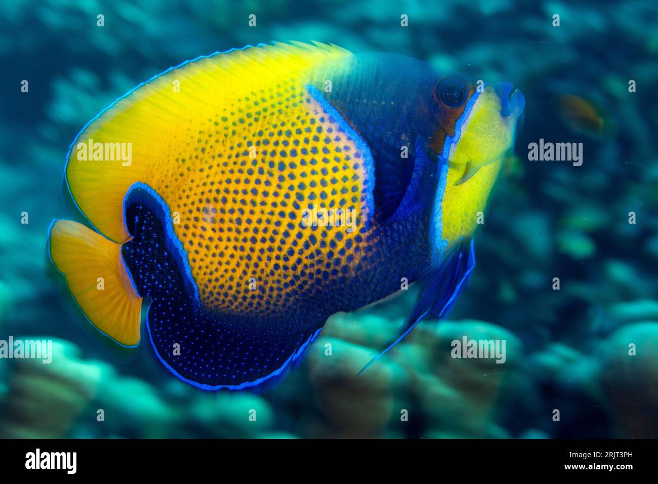 Blue girdled angelfish, Pomacanthus navarcus, Raja Ampat Indonesia ...