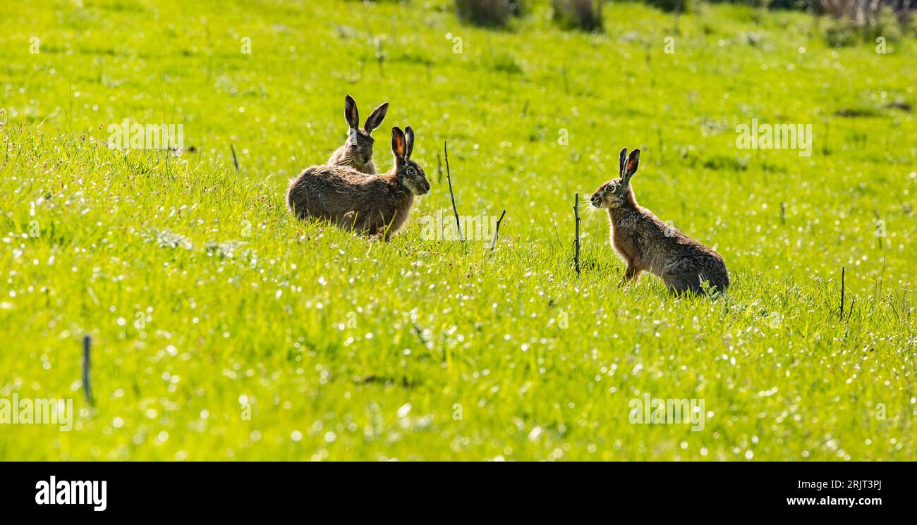 Boxing hares hi-res stock photography and images - Alamy