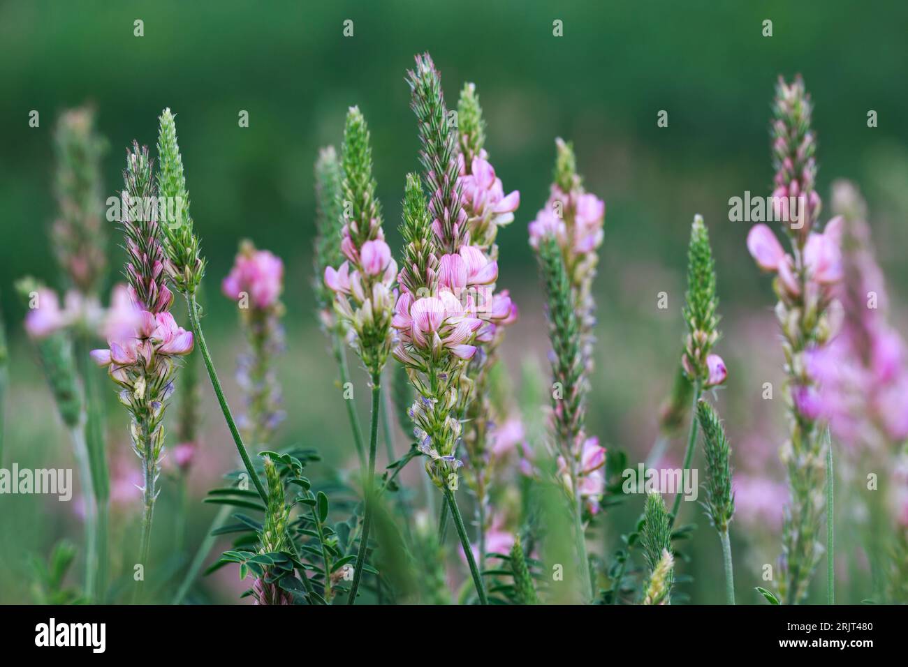 Field of pink flowers Sainfoin, Onobrychis viciifolia. Honey plant ...