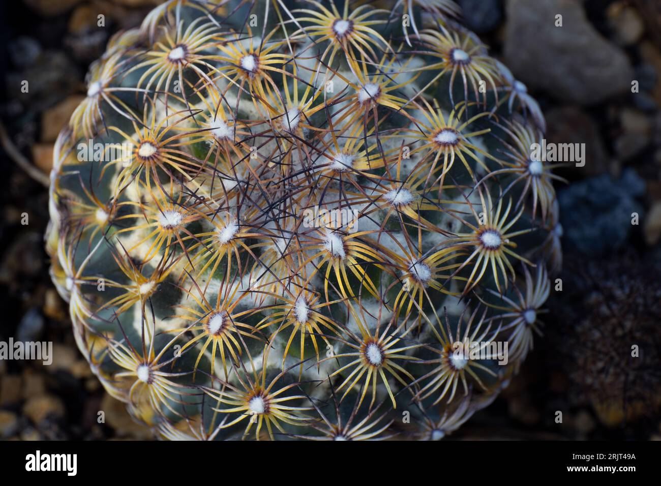 A closeup shot of details on a growing spiky cactus plant Stock Photo ...