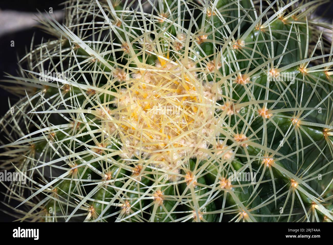 Spiky cactus plant hi-res stock photography and images - Alamy