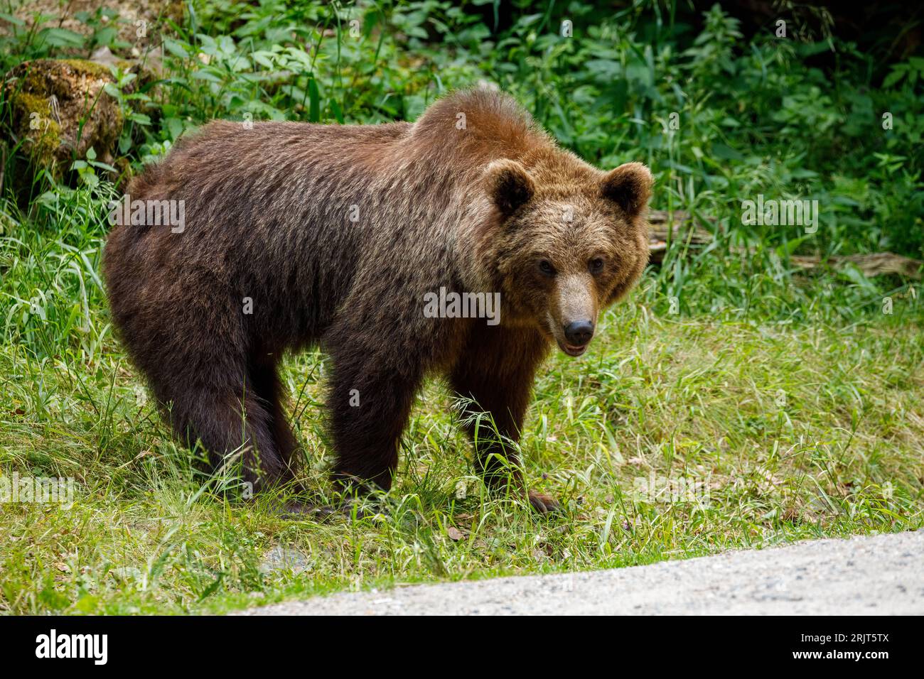 European Brown Bear in the Carpathians of Romania Stock Photo - Alamy