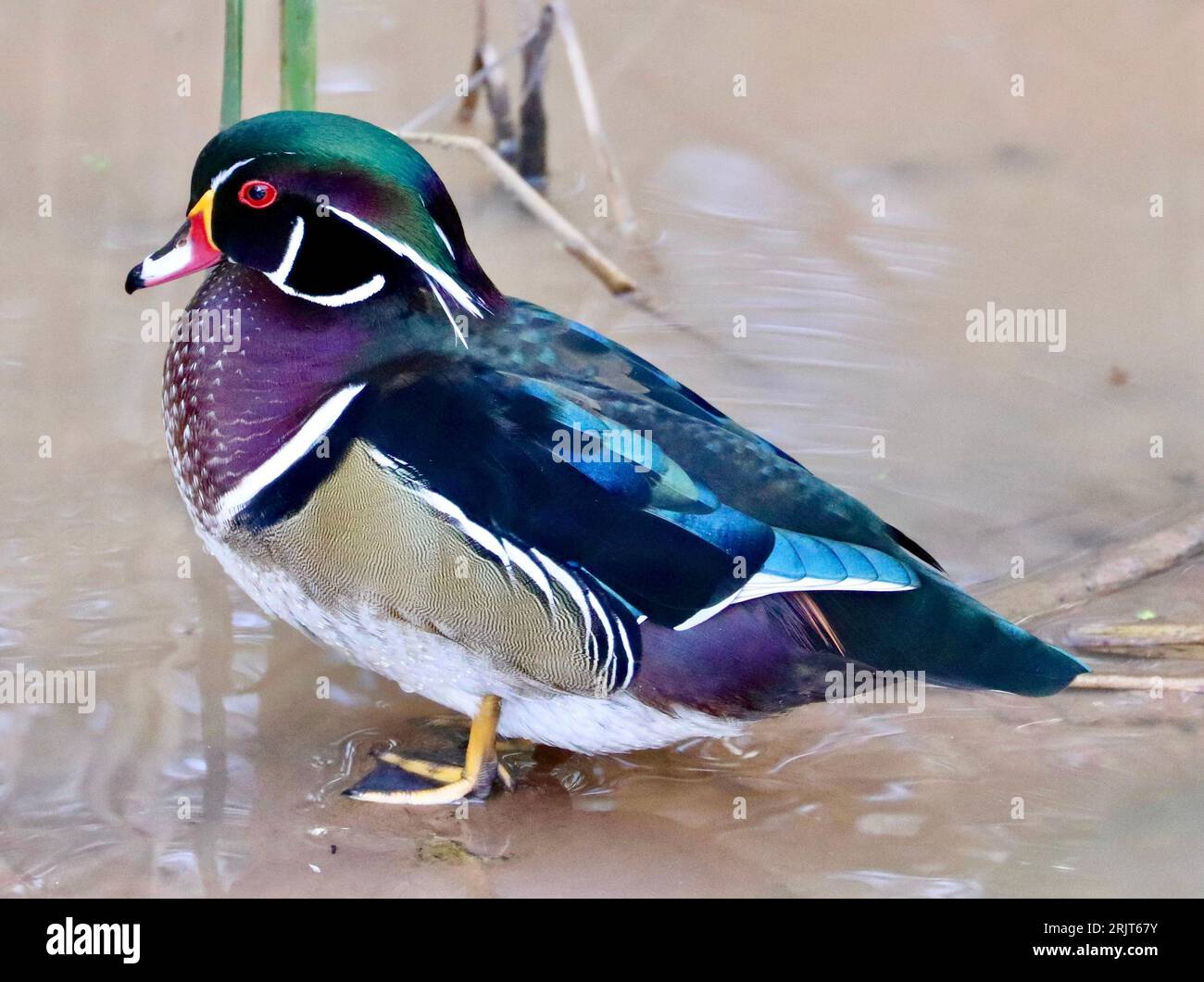 Beautiful Male Wood Duck, Burlington, Ontario, Canada Stock Photo - Alamy