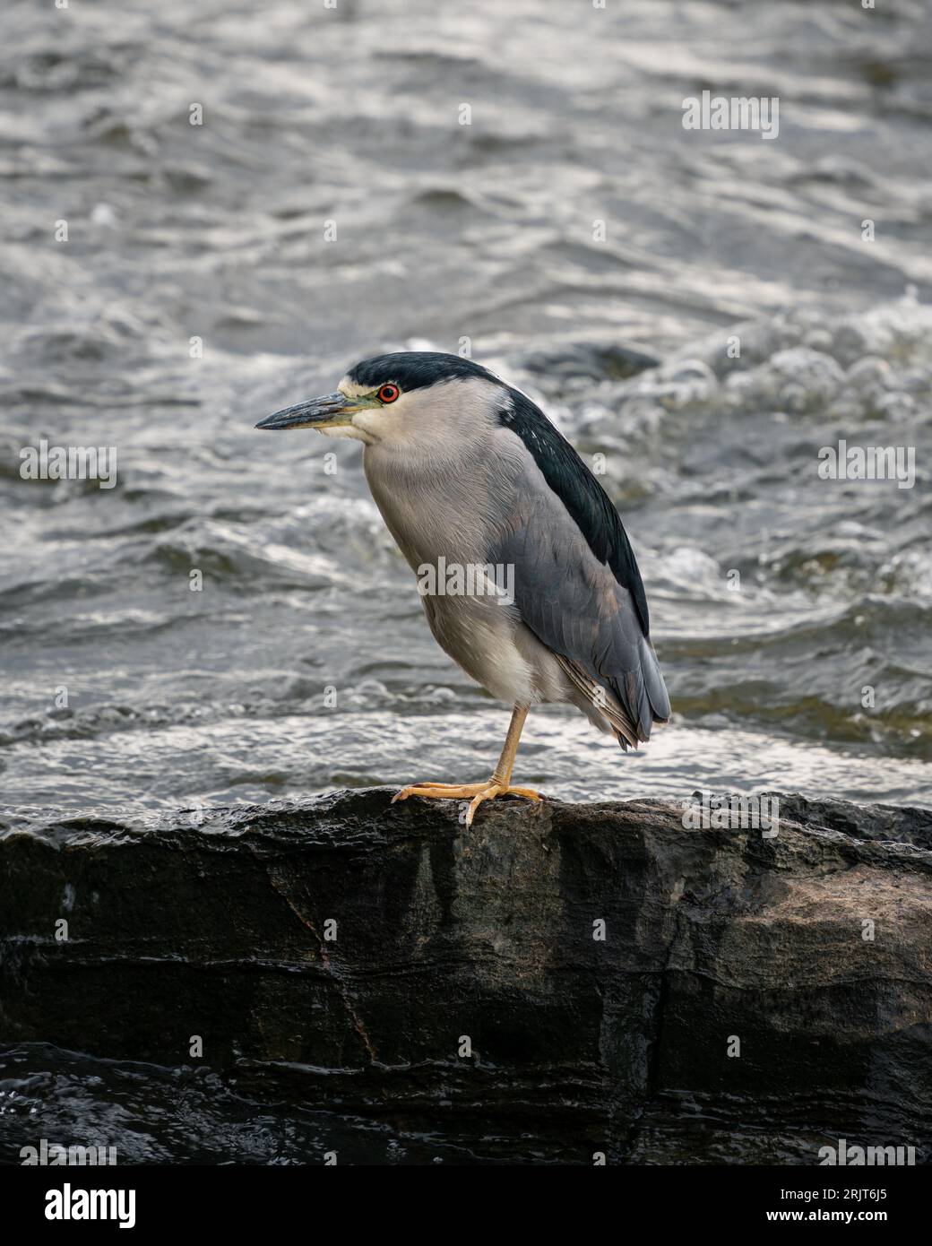 A close-up of a black-crowned night heron with one leg standing on a ...