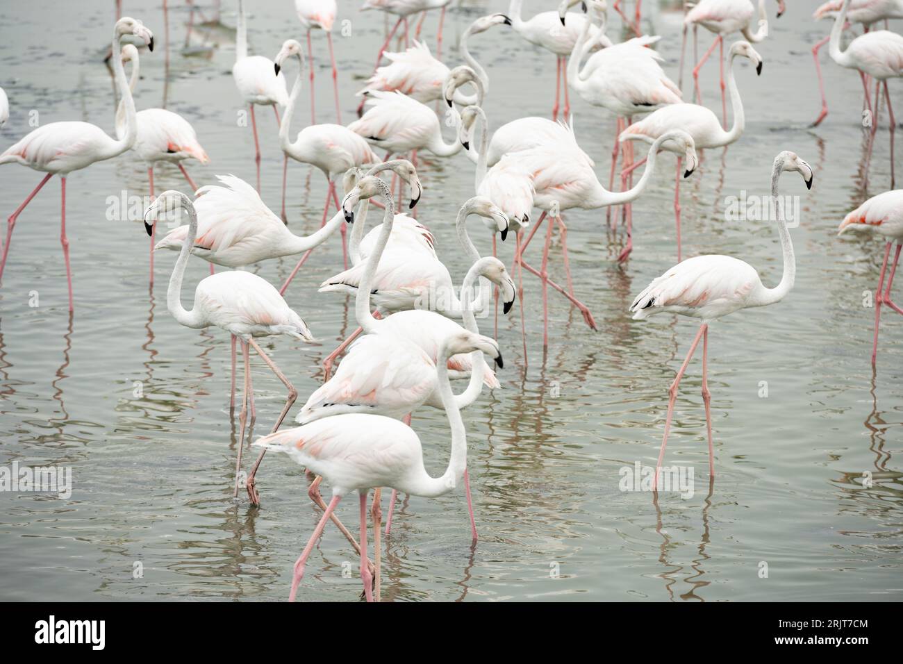 Stunning view of a group of flamingos into the nature reserve in Dubai ...