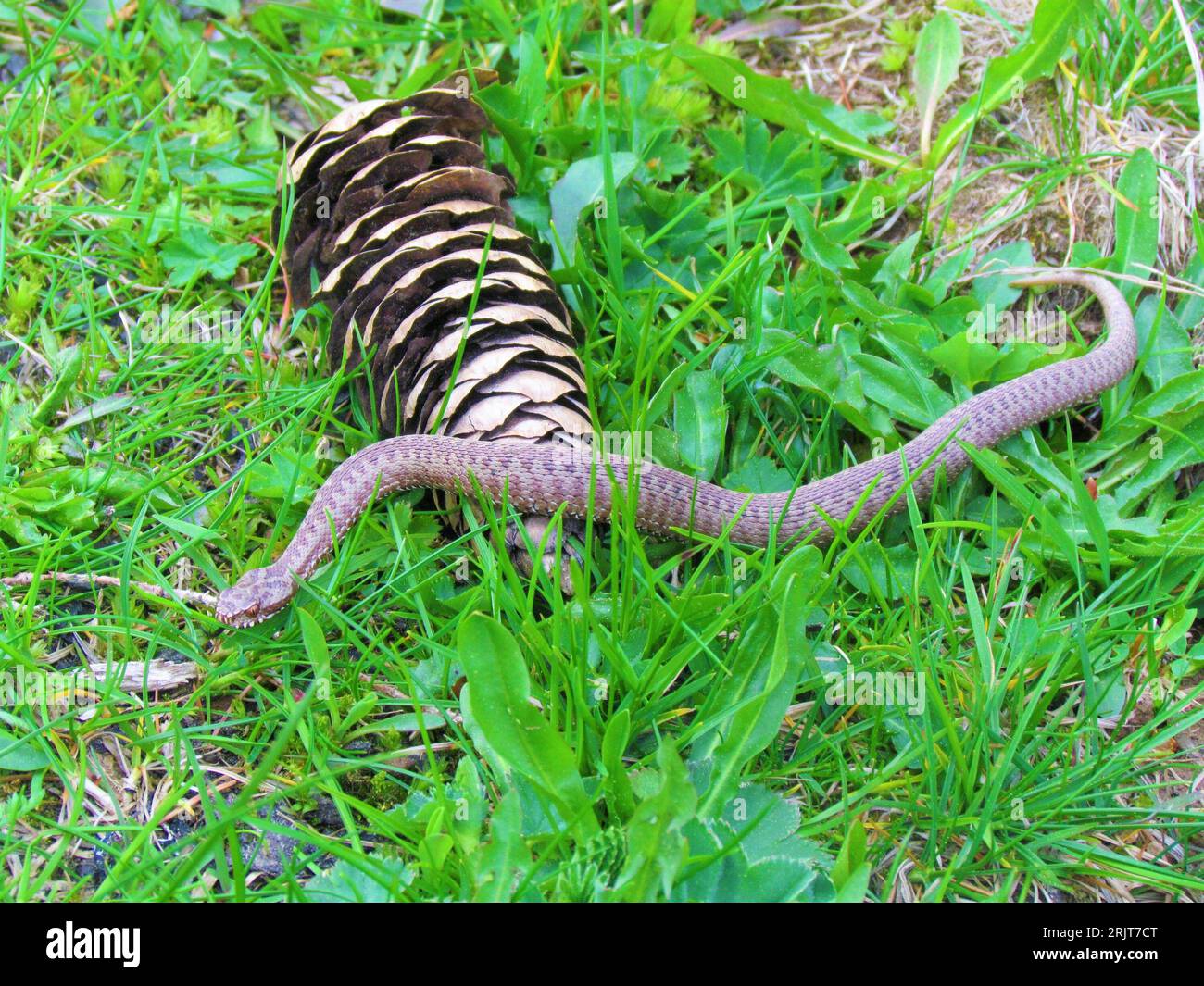 Young common european adder or viper venomous snake in grey color and a ...