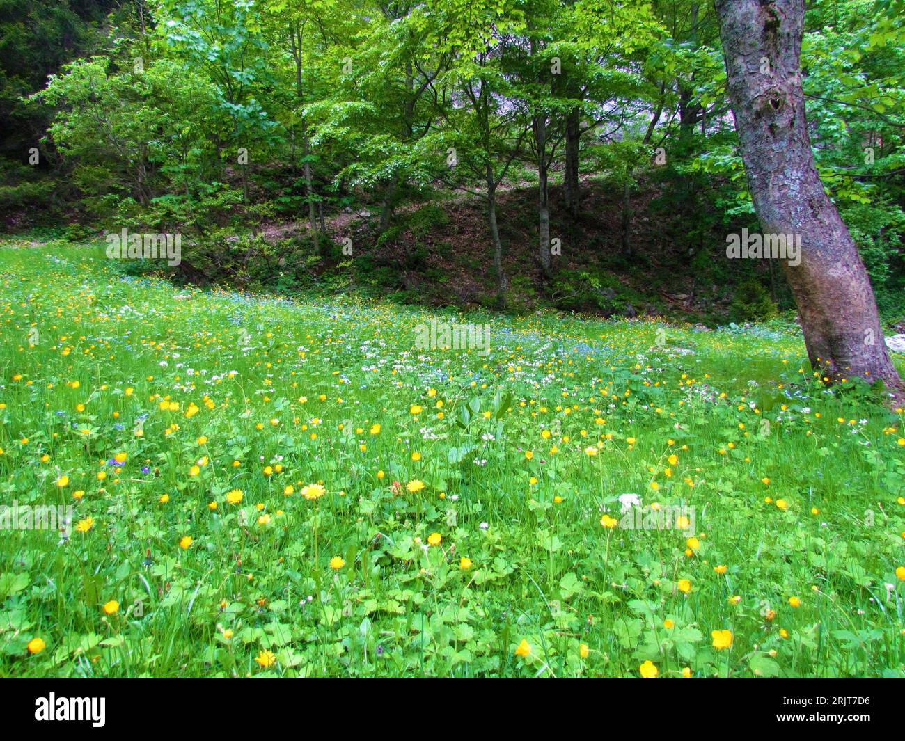 Lush alpine meadow with yellow buttercup and blue wood forget-me-not ...