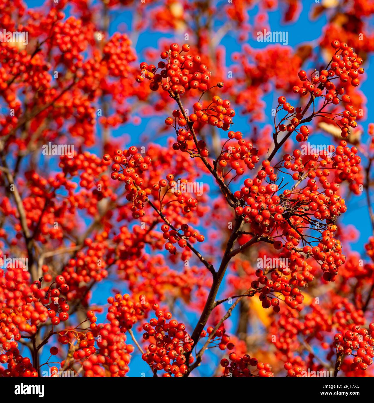 september red fall rowanberry branch. red fall rowanberry. fall season ...