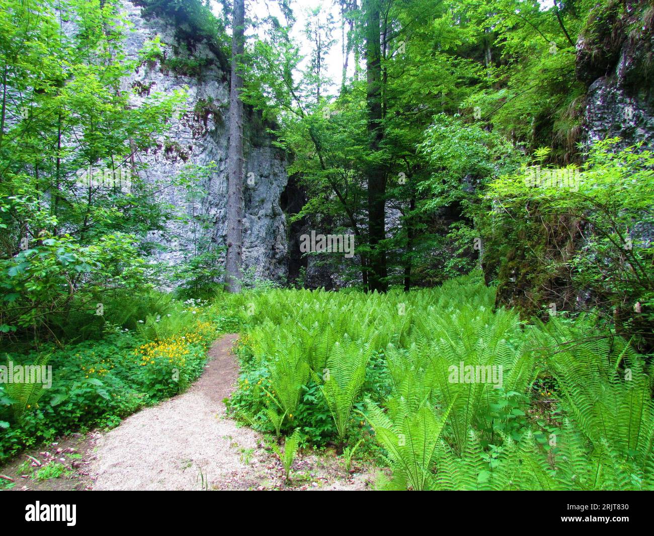 Path leading past a plain into a dark narrov cave entrance at Pokljuka ...