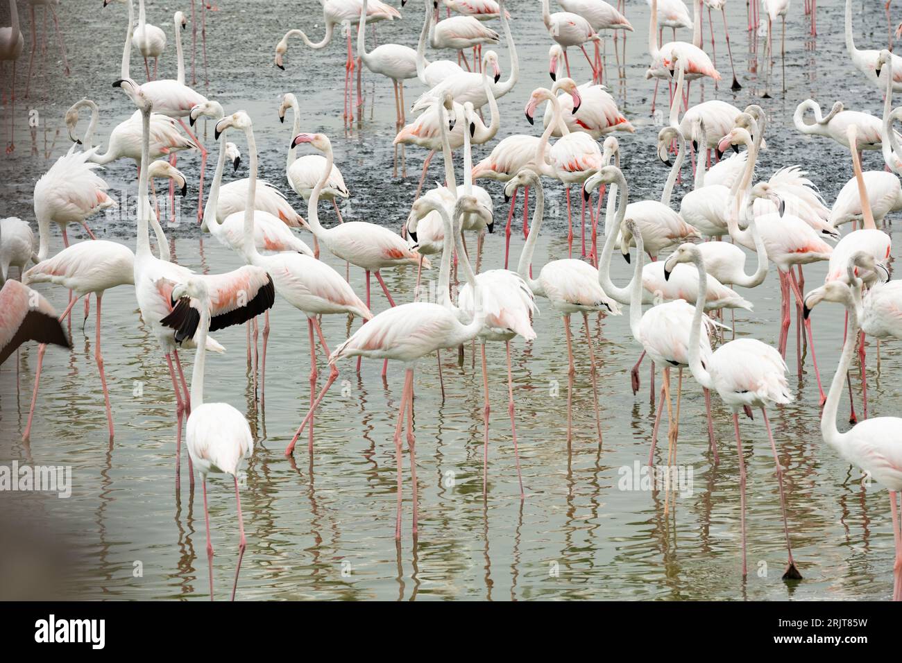 Stunning view of a group of flamingos into the nature reserve in Dubai ...