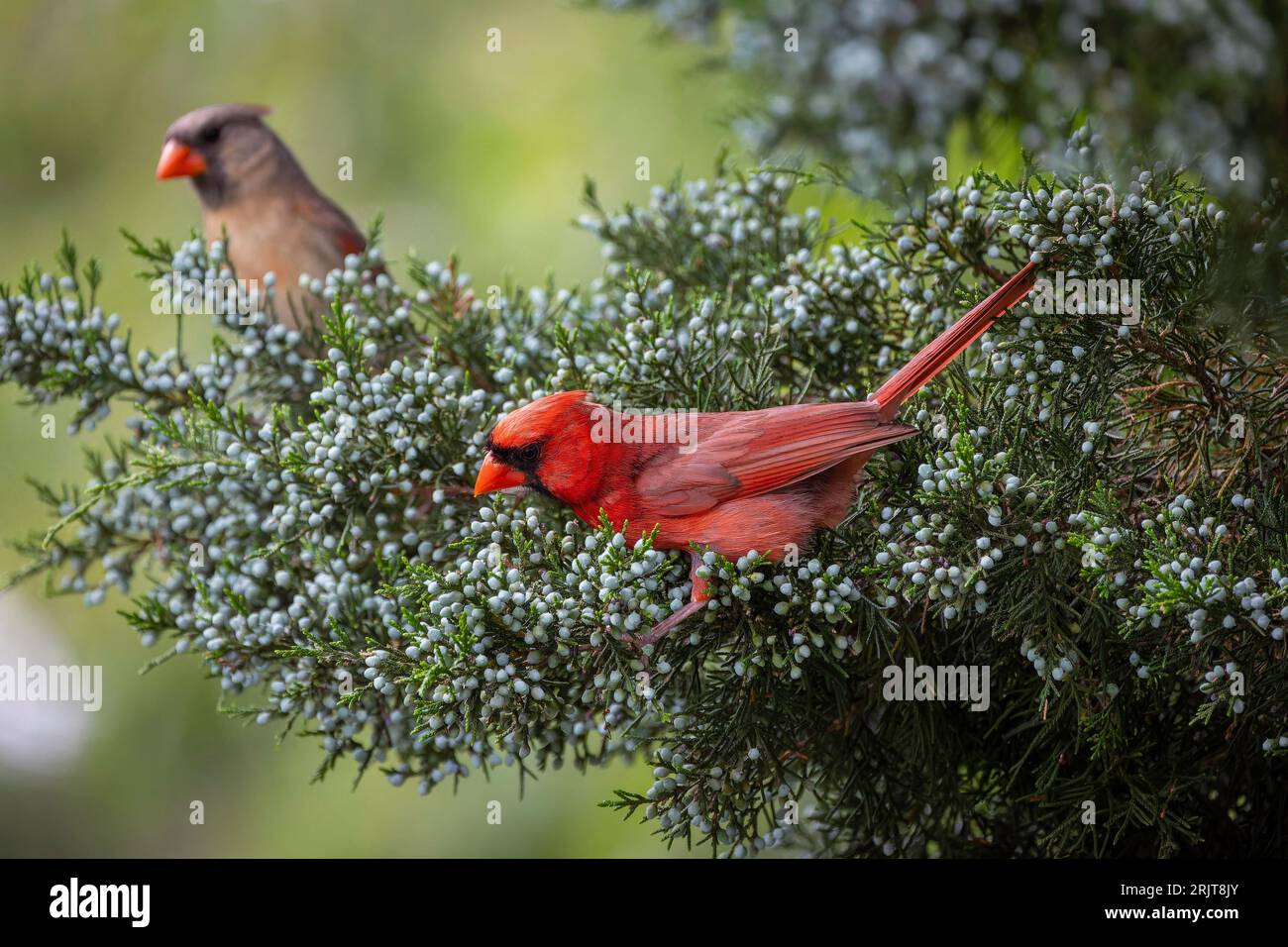 A vibrant red cardinal bird perched atop an evergreen branch in a ...