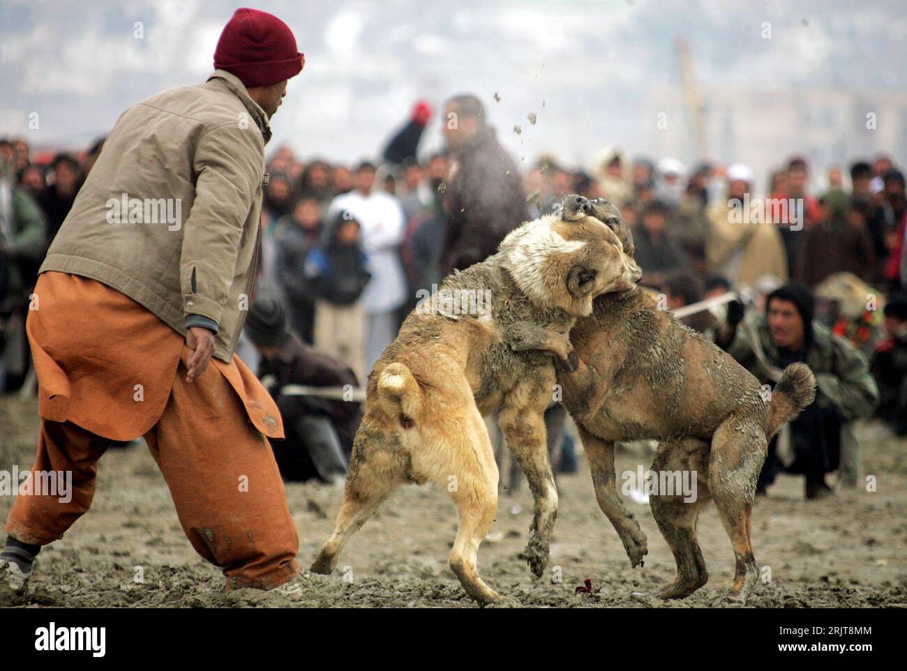 Gruppenbild hund hi-res stock photography and images - Alamy
