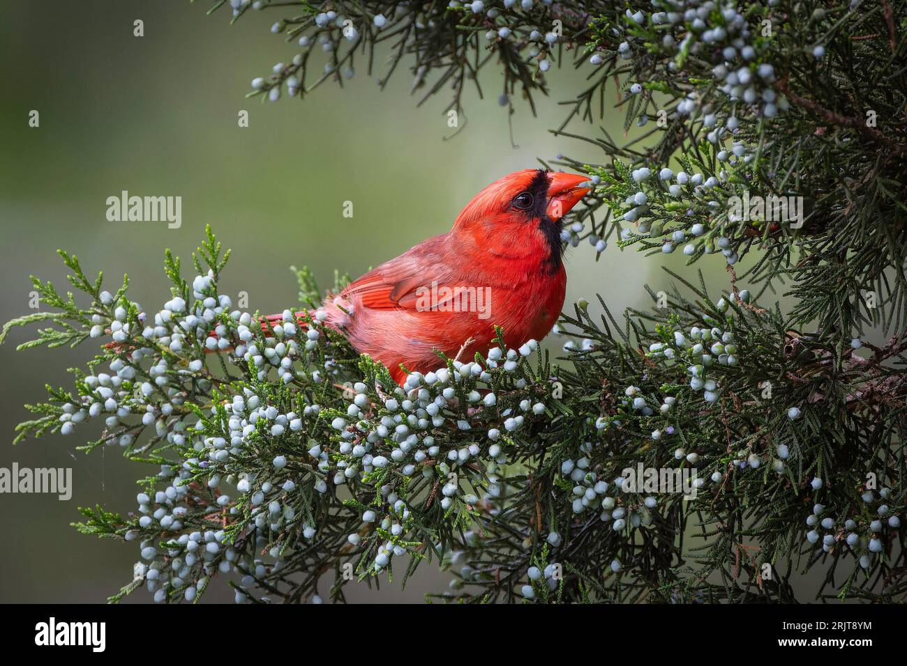 A vibrant red cardinal bird perched atop an evergreen branch in a ...