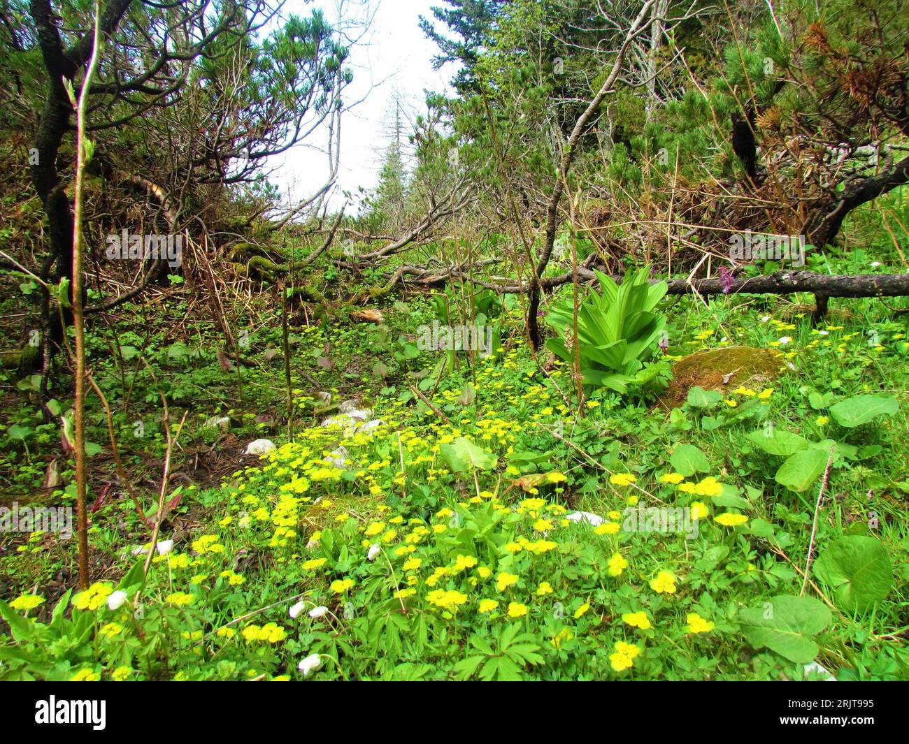 Lush alpine wild garden with yellow flowers and false helleborine ...